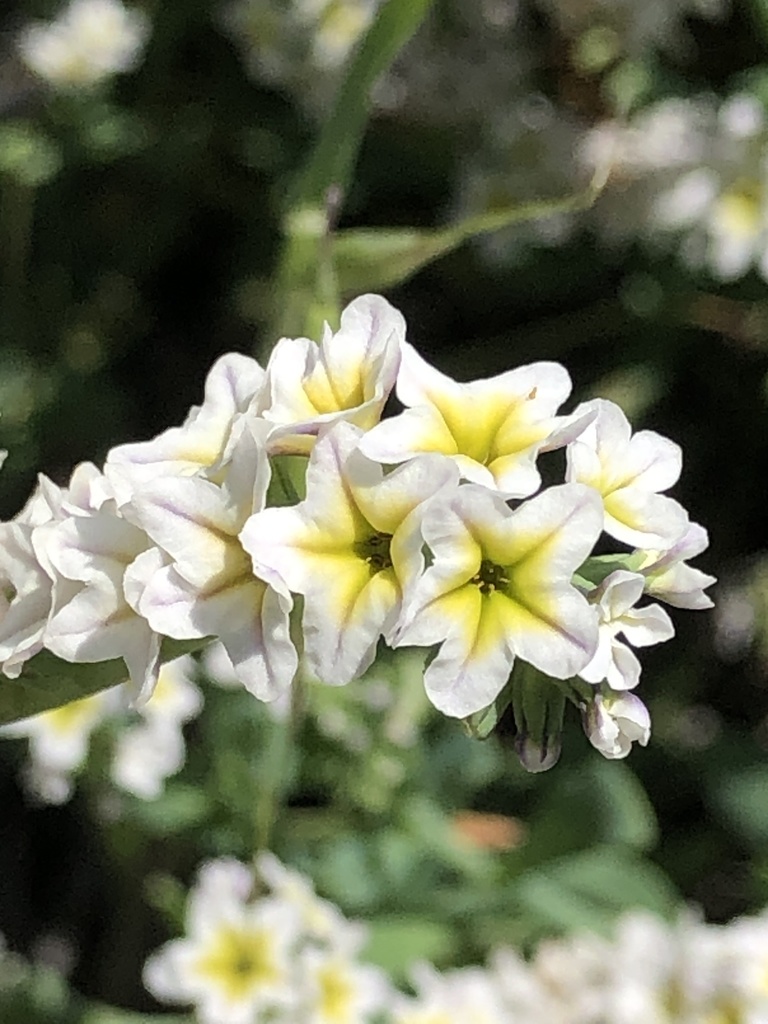 Heliotropes (Heliotropiaceae (Heliotrope) of the Pacific Northwest ...