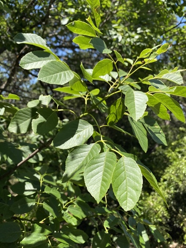 Texas ash (Wildlife and Wildflowers of Texas - Trees) · iNaturalist