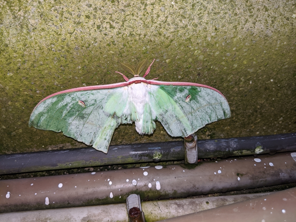 Moon Moths from 116, Taiwan, 台北市文山區指南里 on April 25, 2020 at 08:11 PM by ...