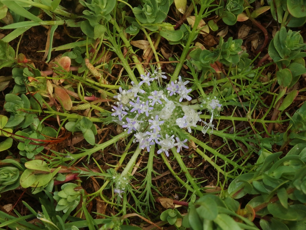 vernal pincushion plant (Vernal Plant Species of the California South ...