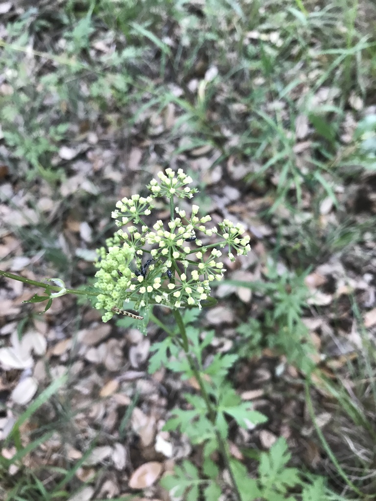Texas Prairie Parsley from Cibolo Nature Center & Farm, Boerne, TX, US ...