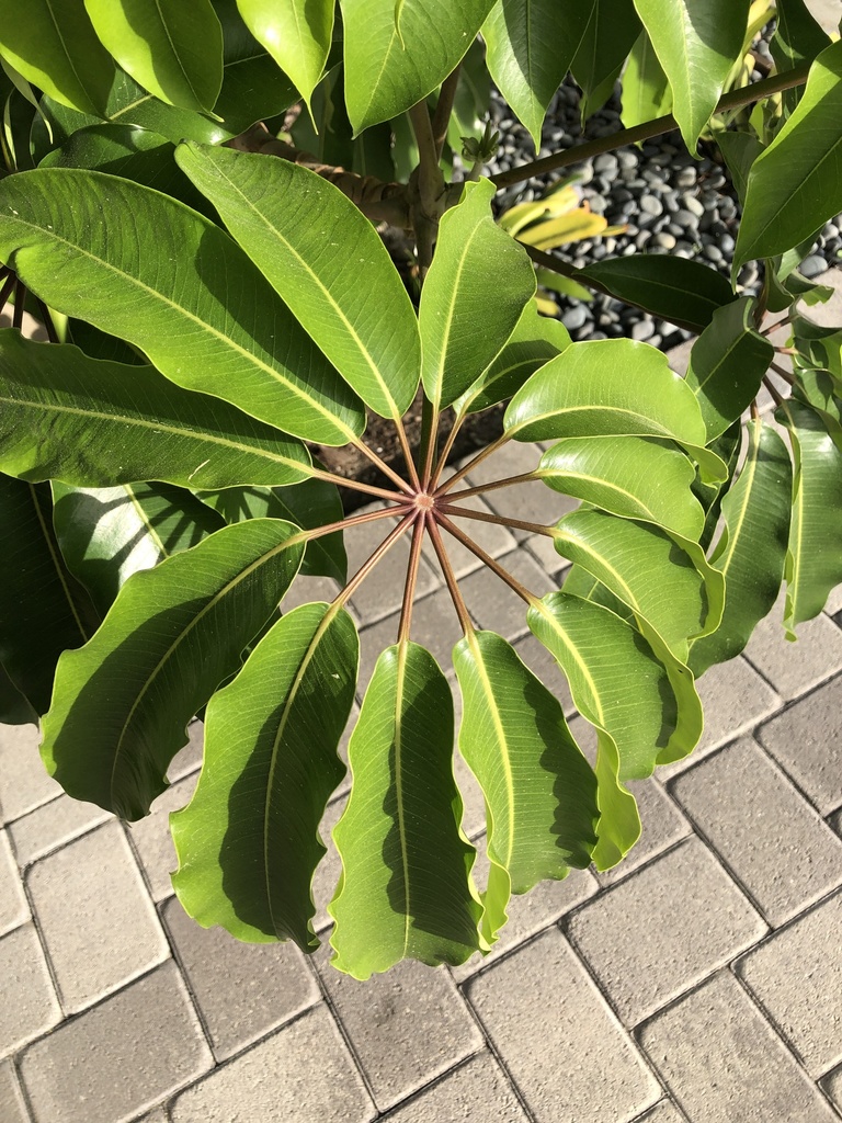 Australian Umbrella Tree from Madera Pl, Fullerton, CA, US on April 26 ...