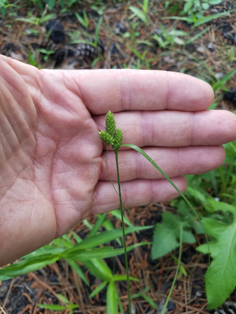 Hirsute Sedge (Nash Prairie Plants List) · iNaturalist