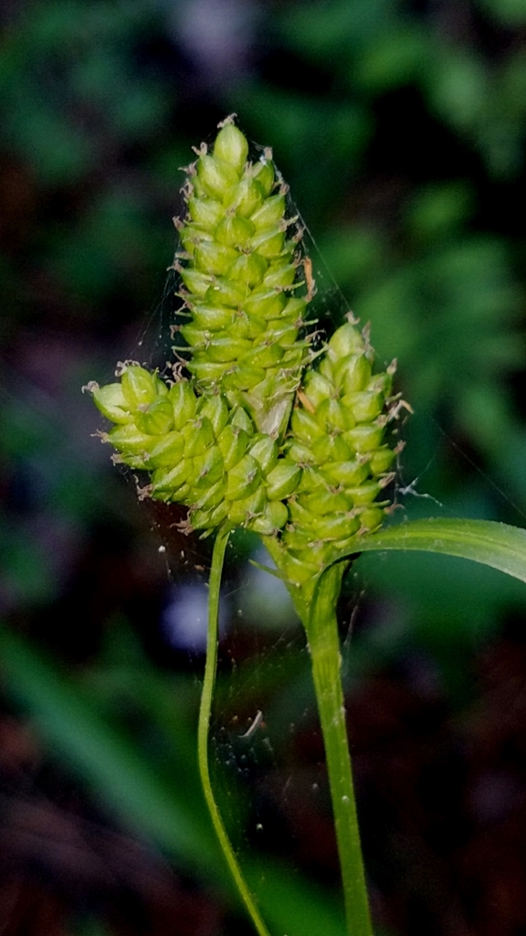 Hirsute Sedge (Nash Prairie Plants List) · iNaturalist