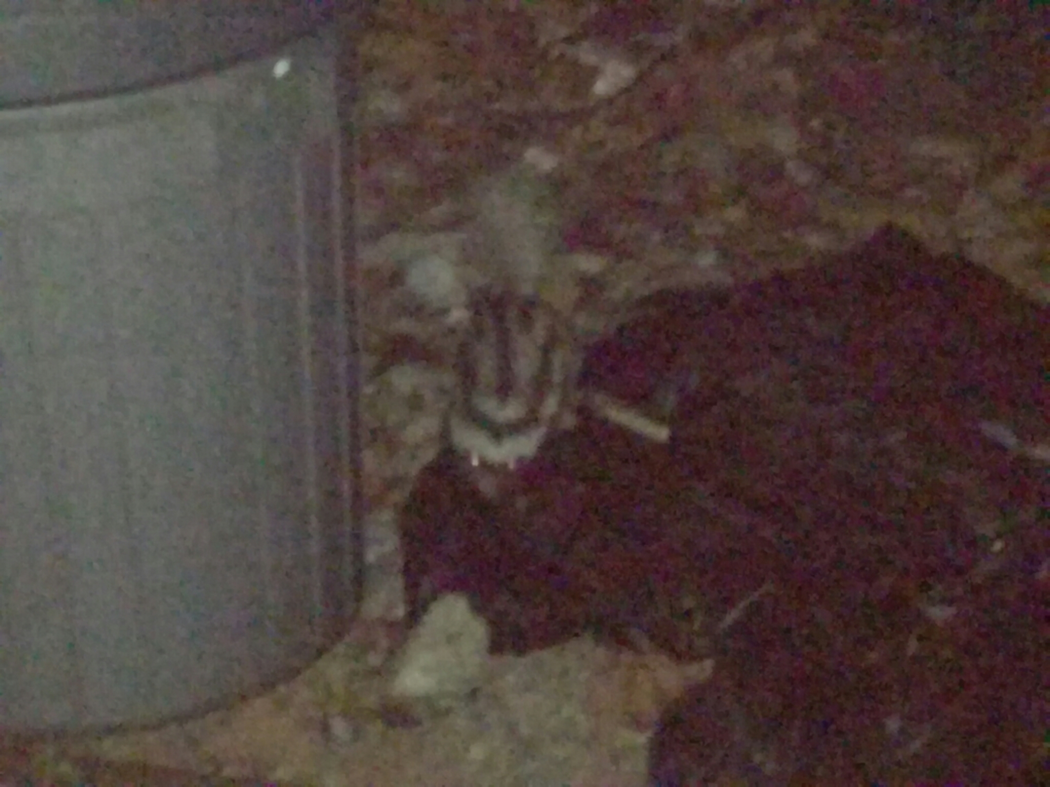 Spilogale pygmaea Thomas, 1898