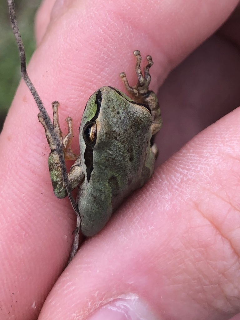 Northern Pacific Tree Frog from Ashland, OR, US on April 26, 2020 at 04 ...
