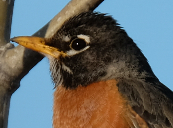 American Robin from Jersey City, NJ, USA on April 08, 2017 at 06:23 PM ...