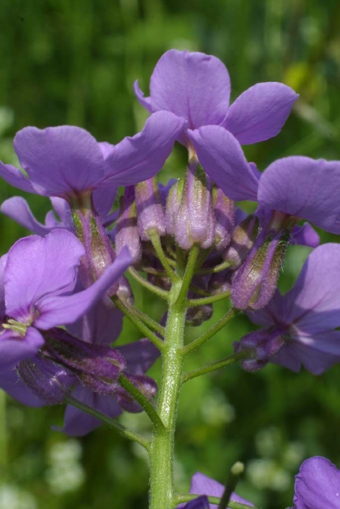 Dames Rocket (Chittenden County, Vermont - Invasives) · iNaturalist