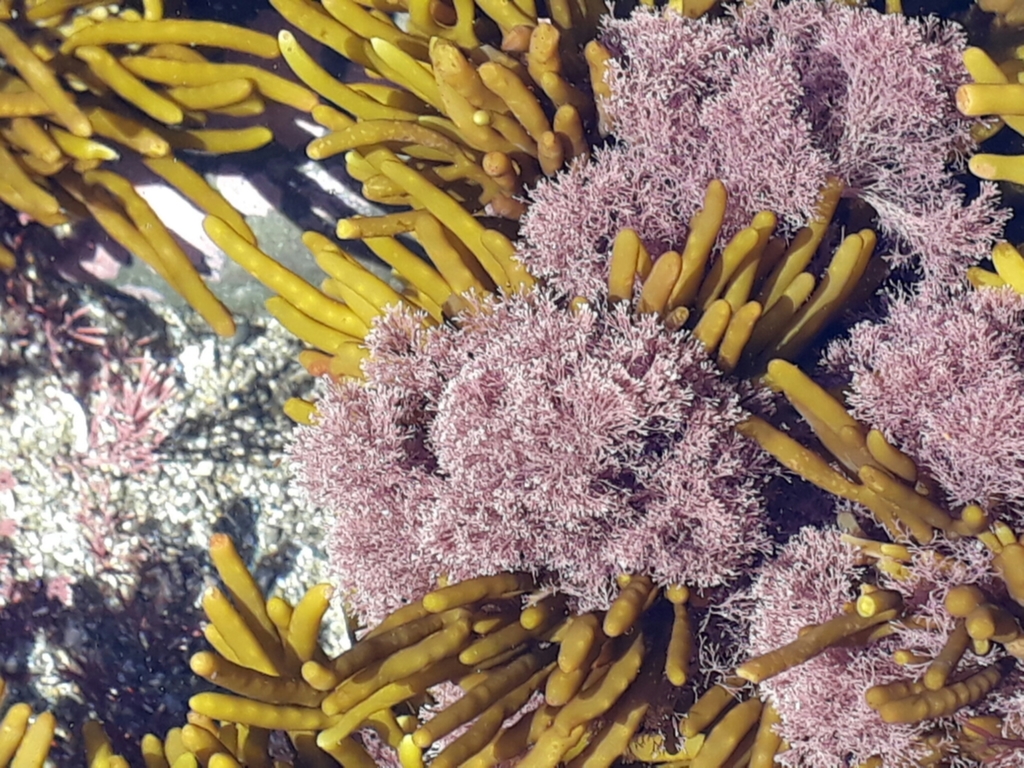 Red Coralline Algae (Jania) - Botanical Realm