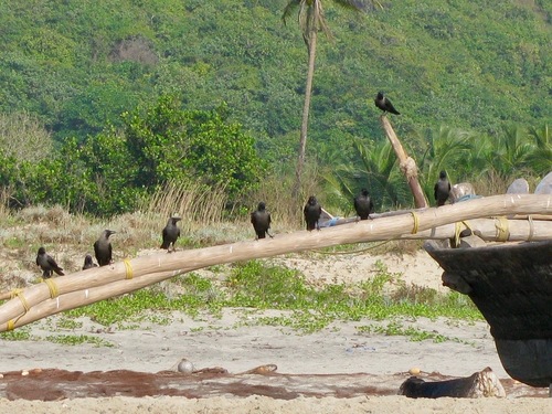 House Crow (Indian) (Subspecies Corvus splendens splendens) · iNaturalist