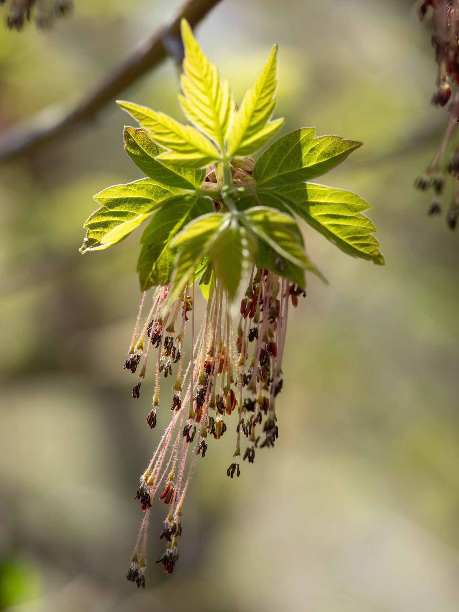 Acer Negundo Flower