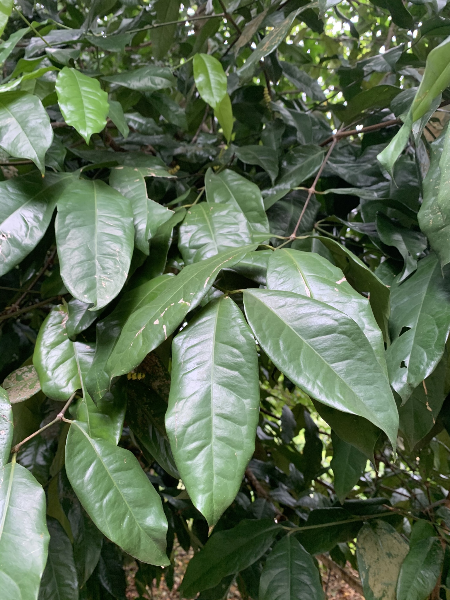 Gnetum gnemon L.