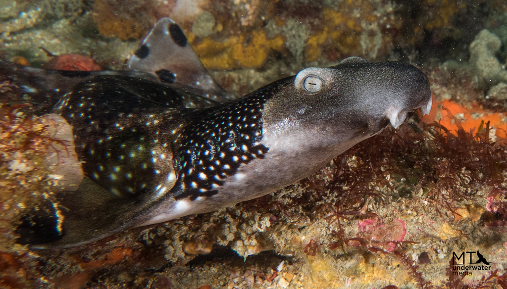 Typical Carpetsharks (Parascyllium) - Marine Life Identification