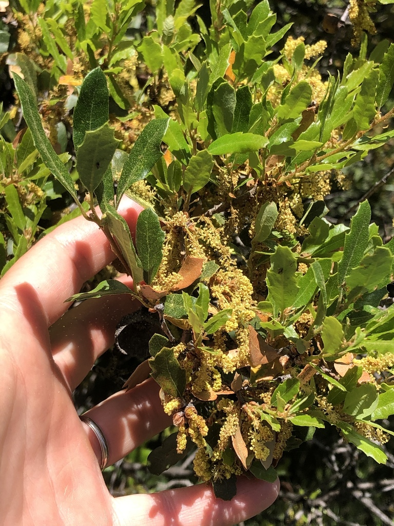 Torrey's Hybrid Oak from Cleveland National Forest, Jamul, CA, US on ...