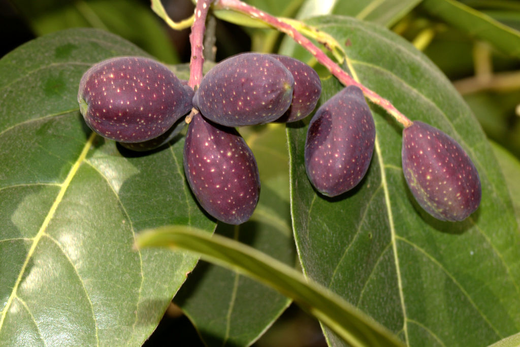 Terminalia chebula (Common Medicinal Plants of Chhattisgarh, India ...