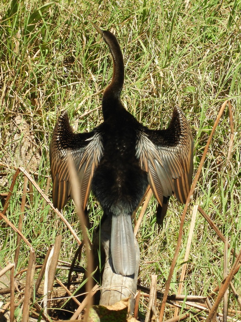 Australasian Darter from Middle Point NT 0822, Australia on July 4 ...