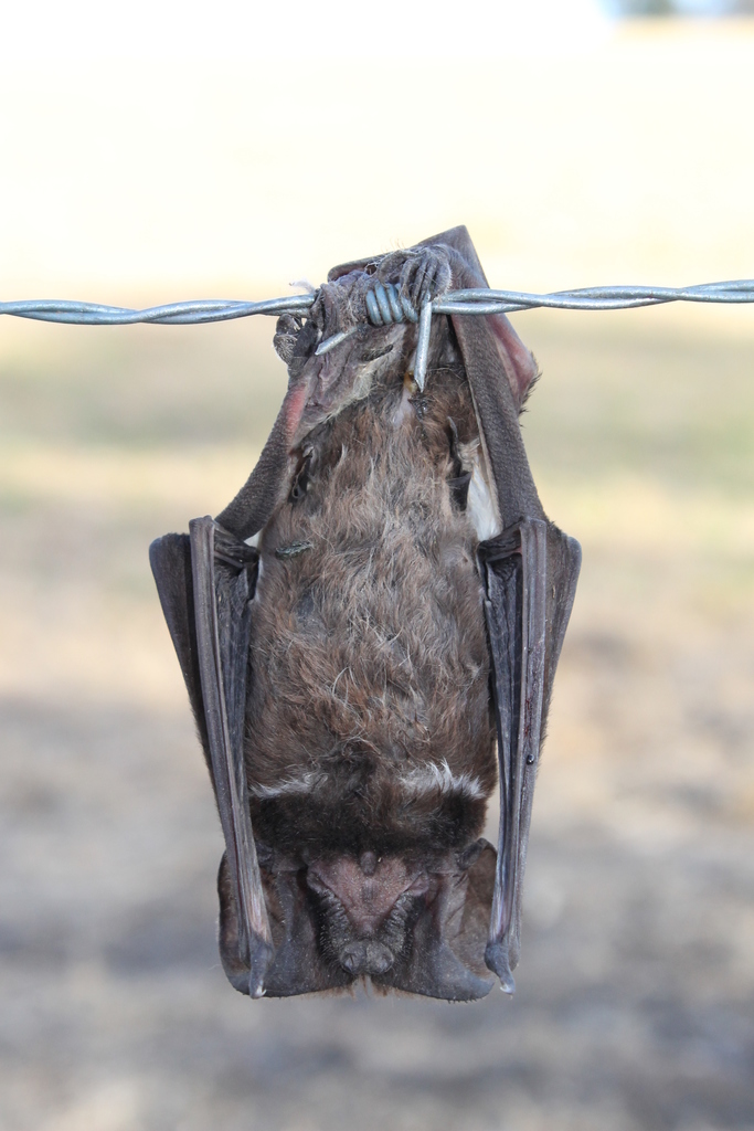 White-striped Free-tailed Bat (Austronomus australis) - Know Your Mammals