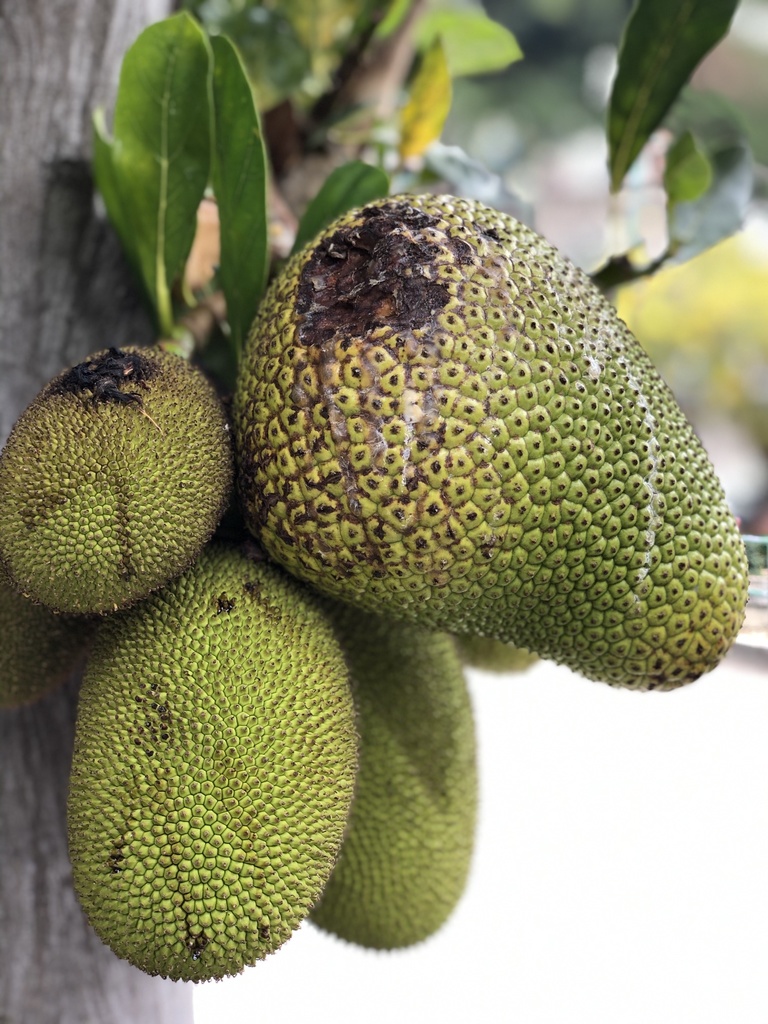 (Artocarpus) - Botanical Realm