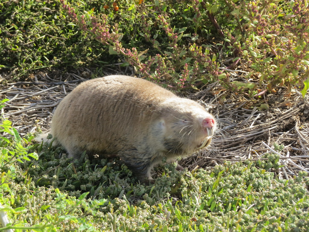Cape Dune Molerat (Pauline Bohnen) · iNaturalist