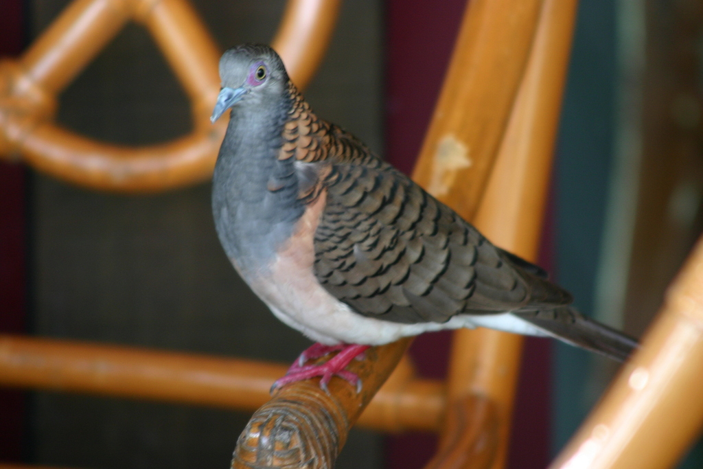 Bar-shouldered Dove from Fraser Island QLD 4581, Australia on August 19 ...