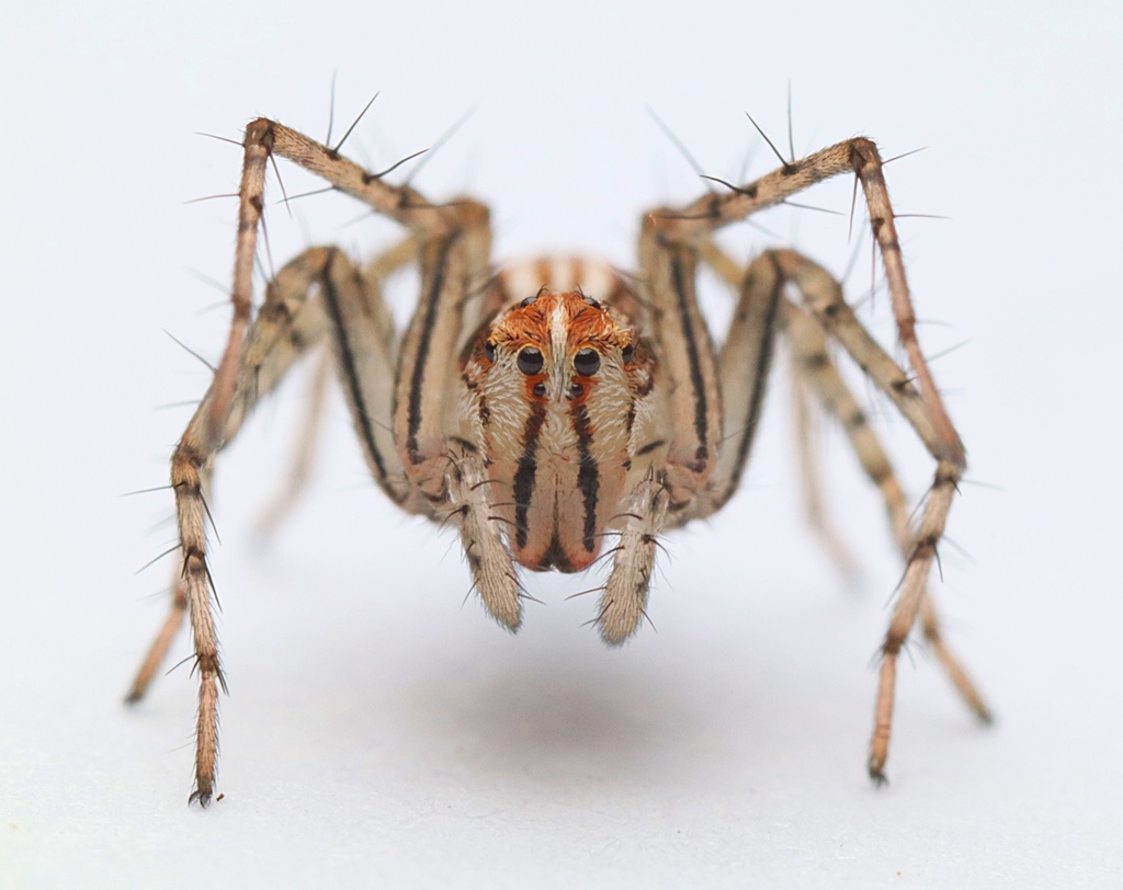 Graceful-legs Lynx from Kaeo, New Zealand on April 17, 2020 at 12:07 AM ...