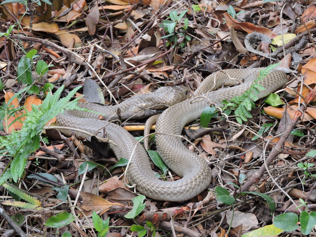 Chinese Cobra (Naja atra) - Snakes and Lizards