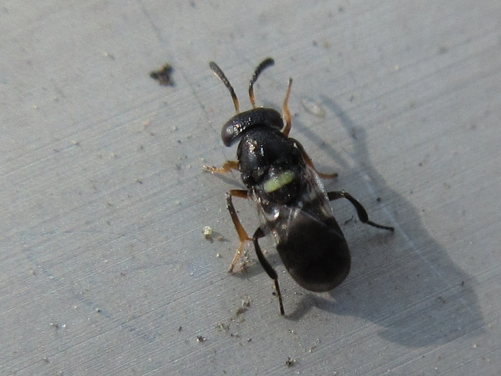 Encyrtus infidus from 대한민국 충청남도 천안시 동남구 on April 27, 2020 by onidiras ...