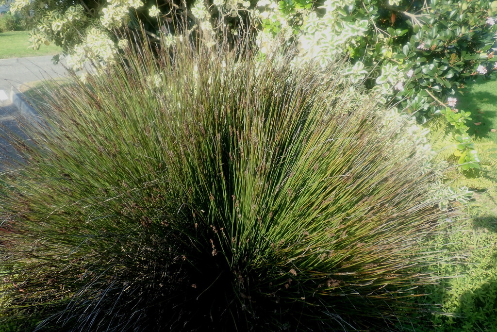 Cape Thatching Reed from Eden, Western Cape, South Africa on April 26 ...