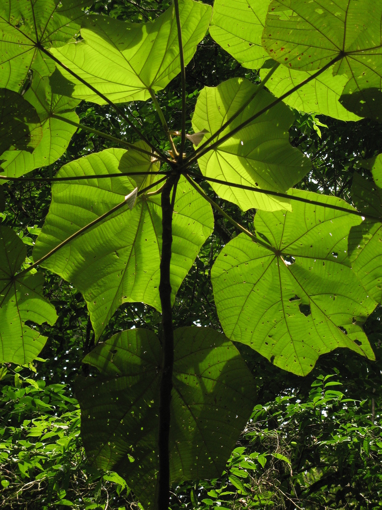 Balsa Tree (Ochroma pyramidale) - Botanical Realm