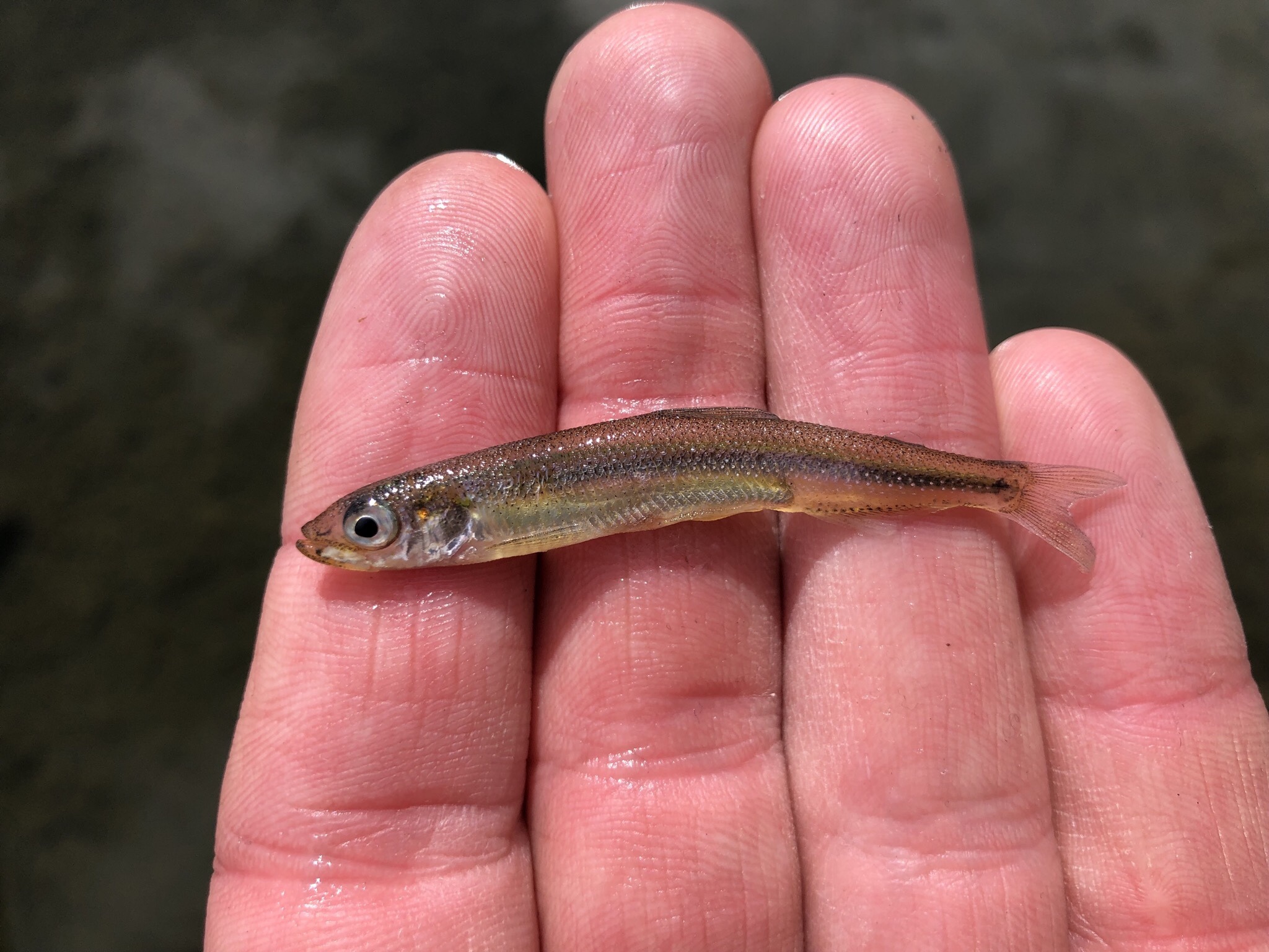 Hypomesus Gill, 1862