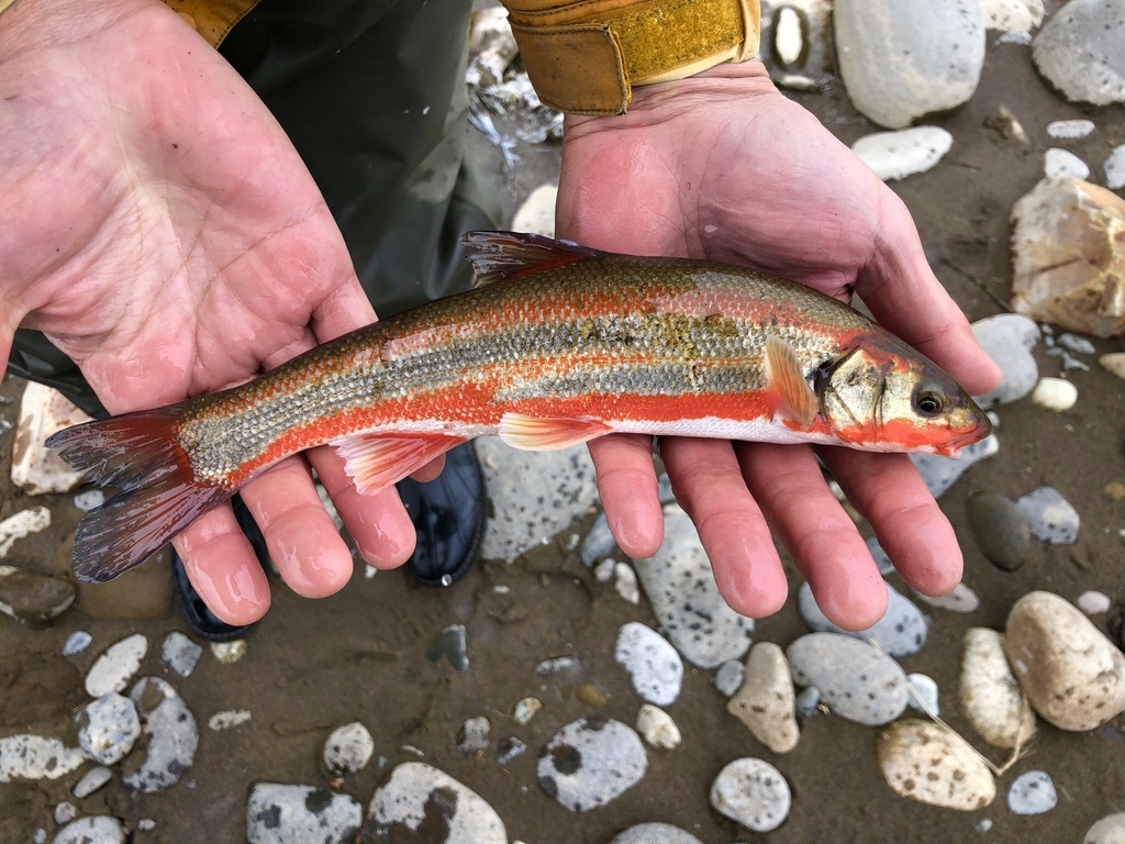 Japanese Dace (Pseudaspius hakonensis) - Marine Life Identification