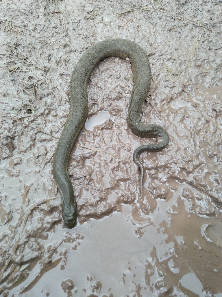 Javan File Snake from tebat rasau on July 20, 2019 at 12:45 PM by ...