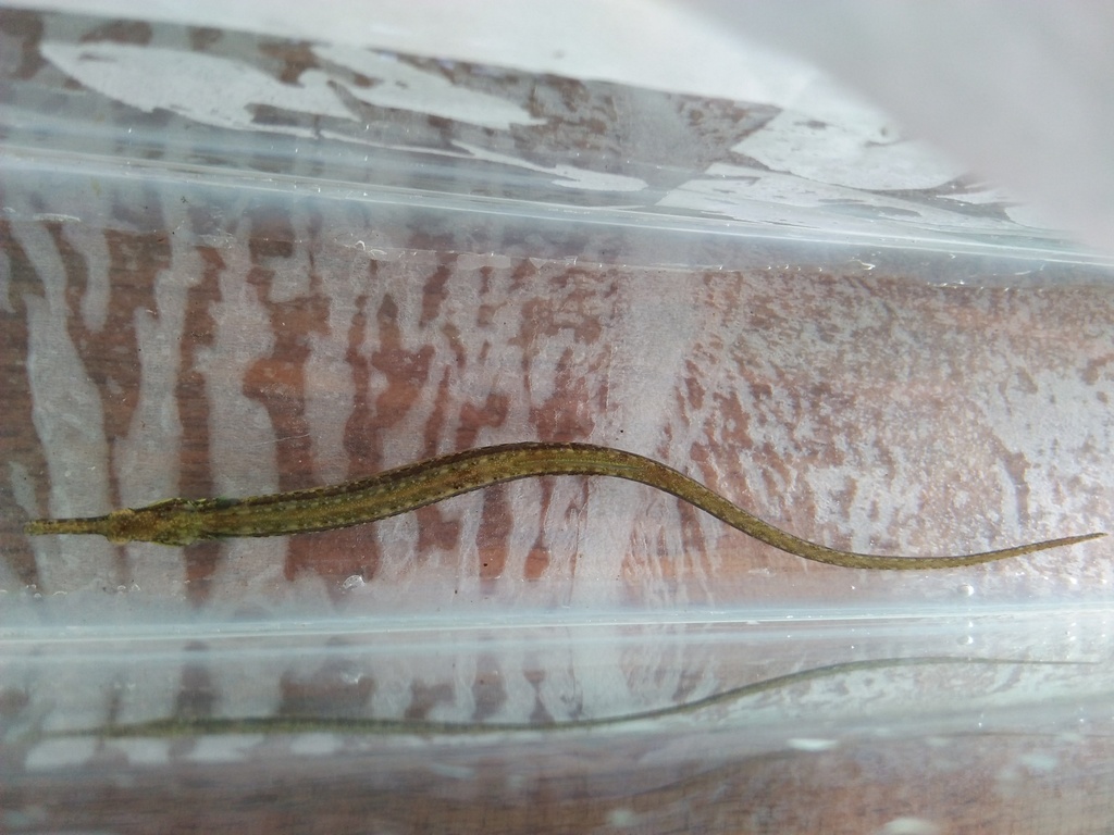 loungsnouted pipefish (Microphis martensii) - Marine Life Identification