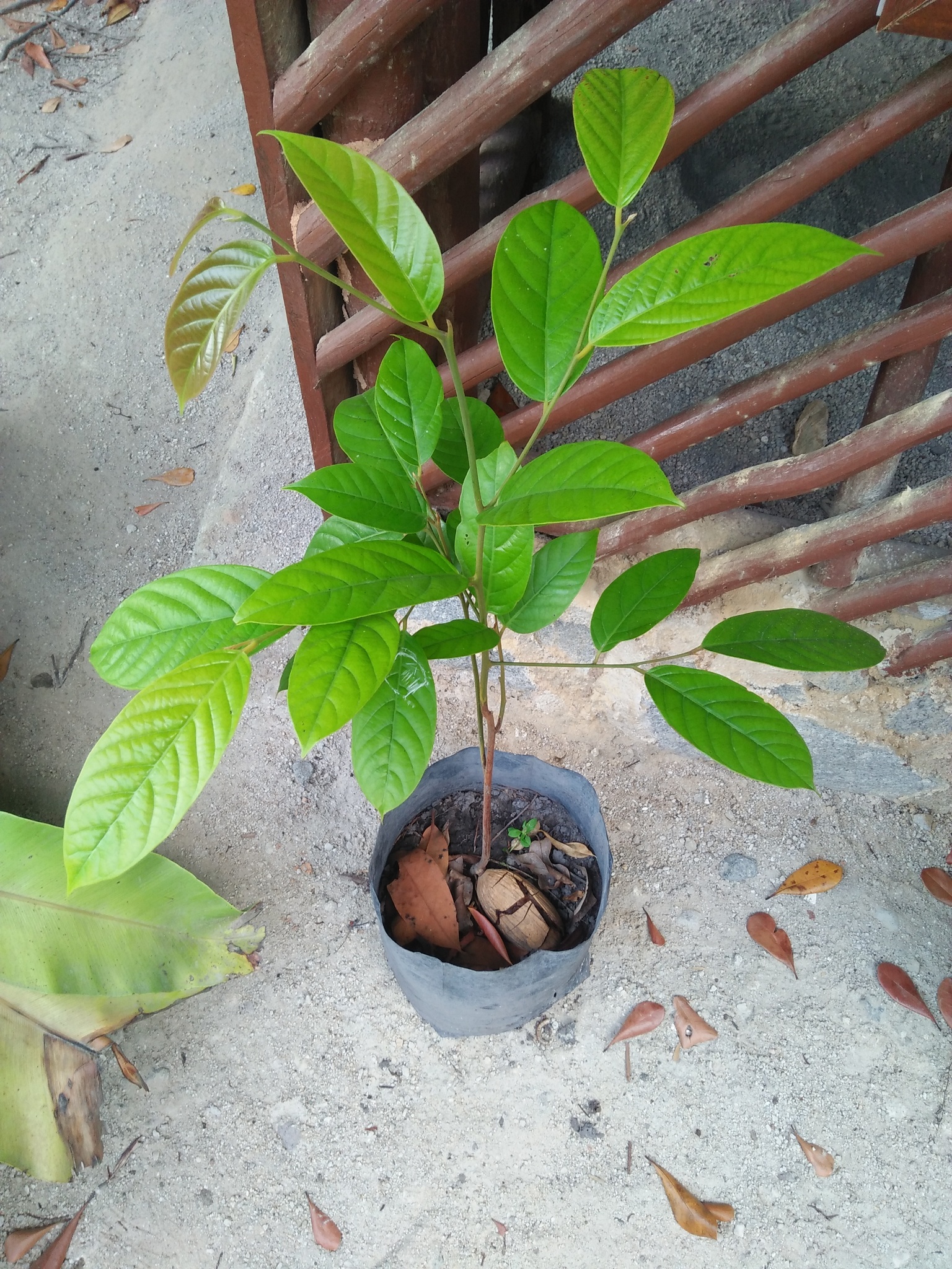 Eusideroxylon zwageri Teijsm. & Binn.