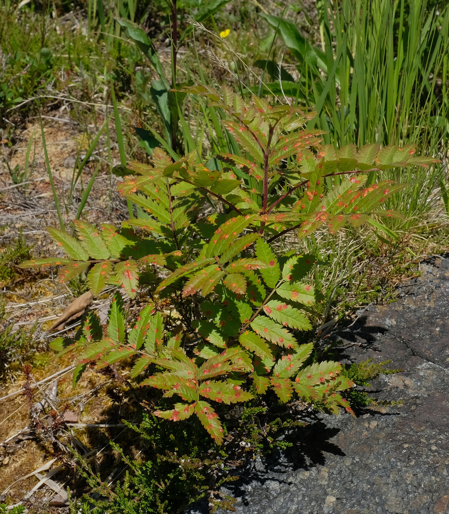 European mountain ash from Ullensvang, Norway on July 17, 2019 at 12:40 ...