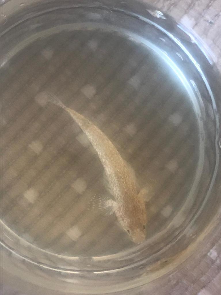 Knysna sandgoby (Psammogobius knysnaensis) - Marine Life Identification