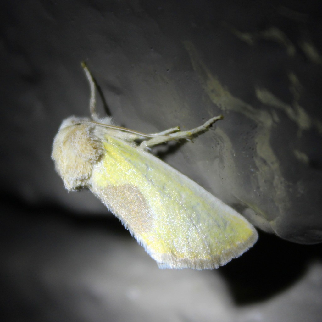 Stiria consuela from Pima County, AZ, USA on March 20, 2017 at 11:15 PM ...