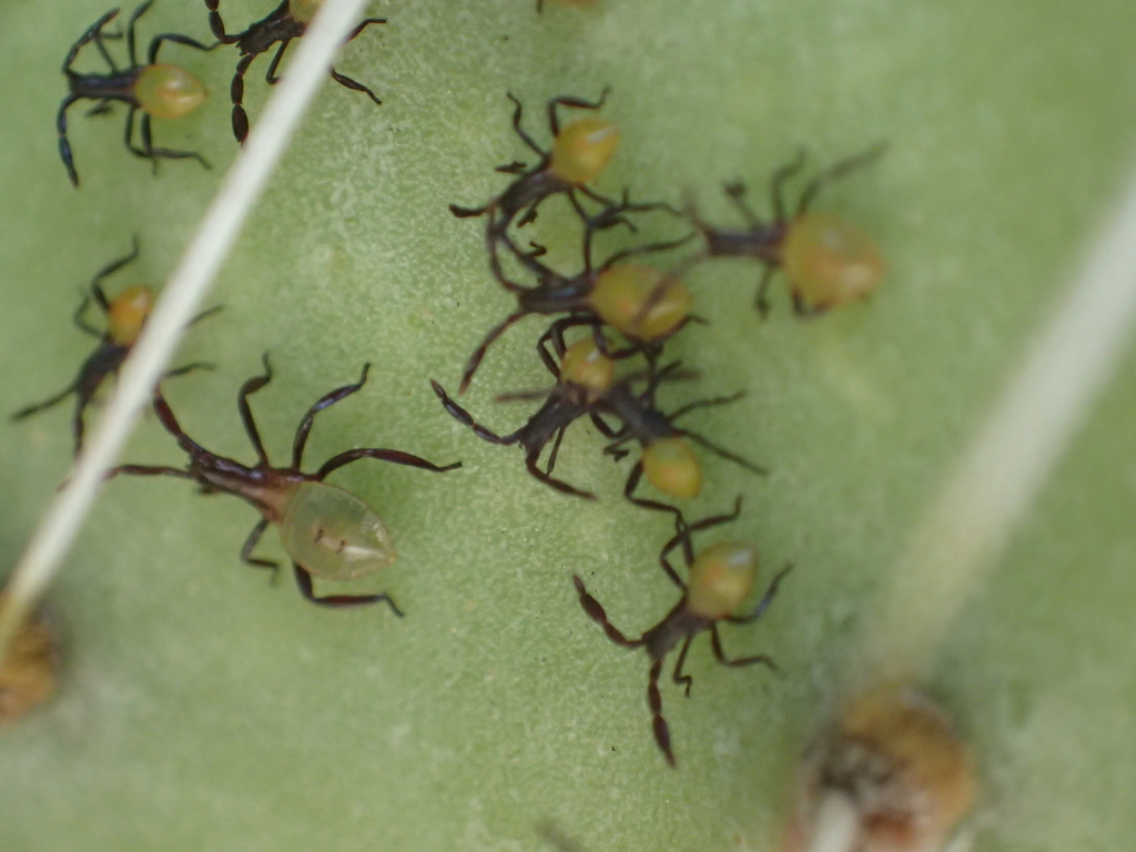 Cactus Coreid Bug from Los Angeles County, CA, USA on April 8, 2017 at ...