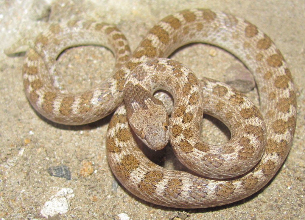 Night Snakes (Hypsiglena) - Snakes and Lizards