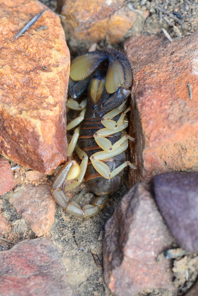 Southern African Burrowing Scorpions from South Cape DC, South Africa ...