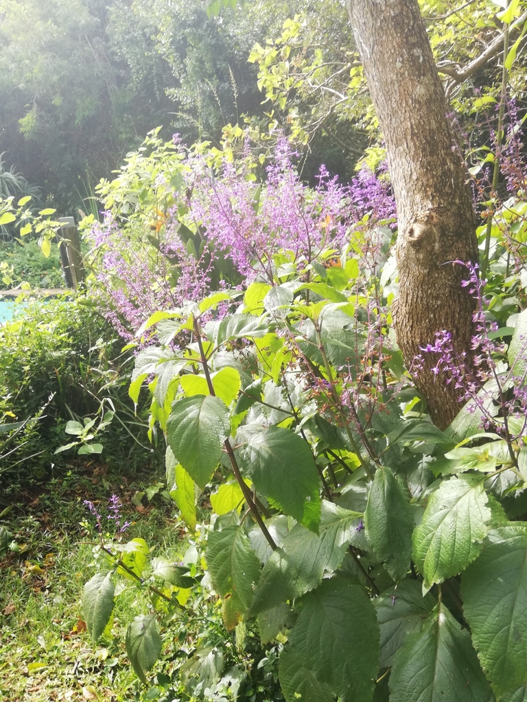 Ecklon spurflower from Everton H C, Everton, 3610, South Africa on ...