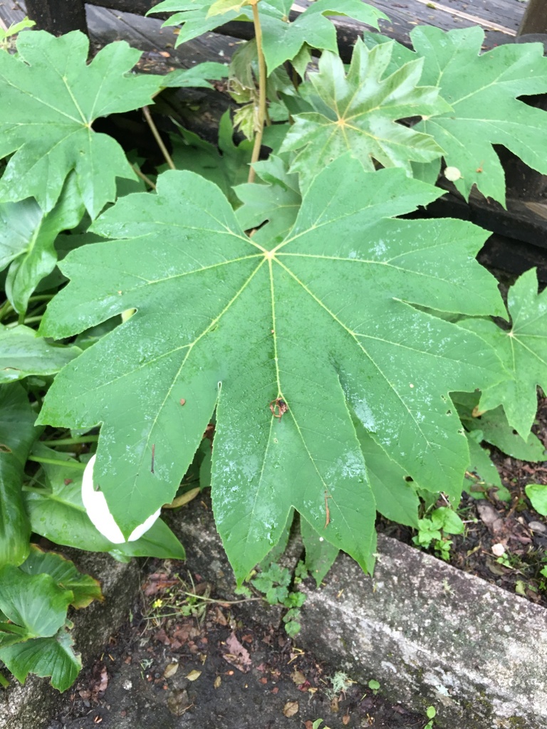 Rice paper plant from 神木路, 復興區, TW on April 26, 2020 at 02:02 PM by ...
