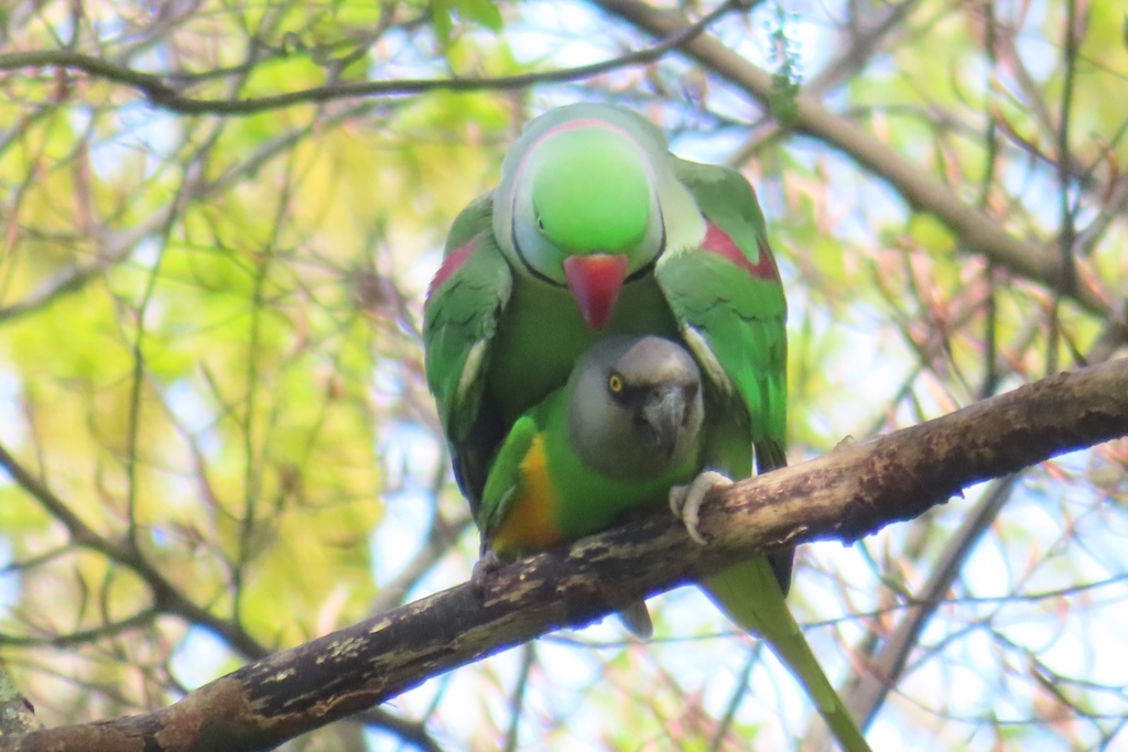 Senegal Parrot from Oranjebuurt, 9712 XG Groningen, Netherlands on ...