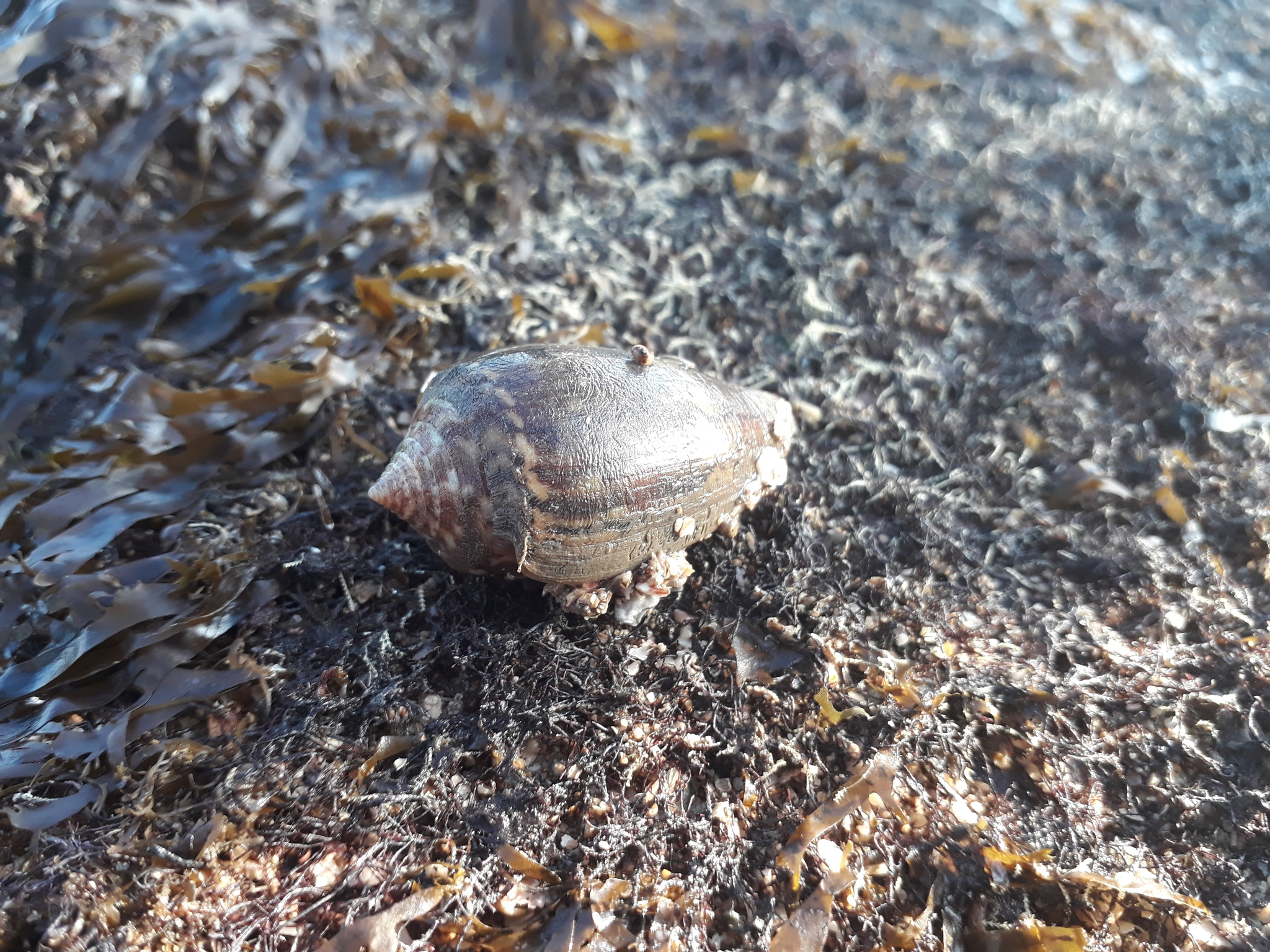 Conus achatinus Gmelin, 1791