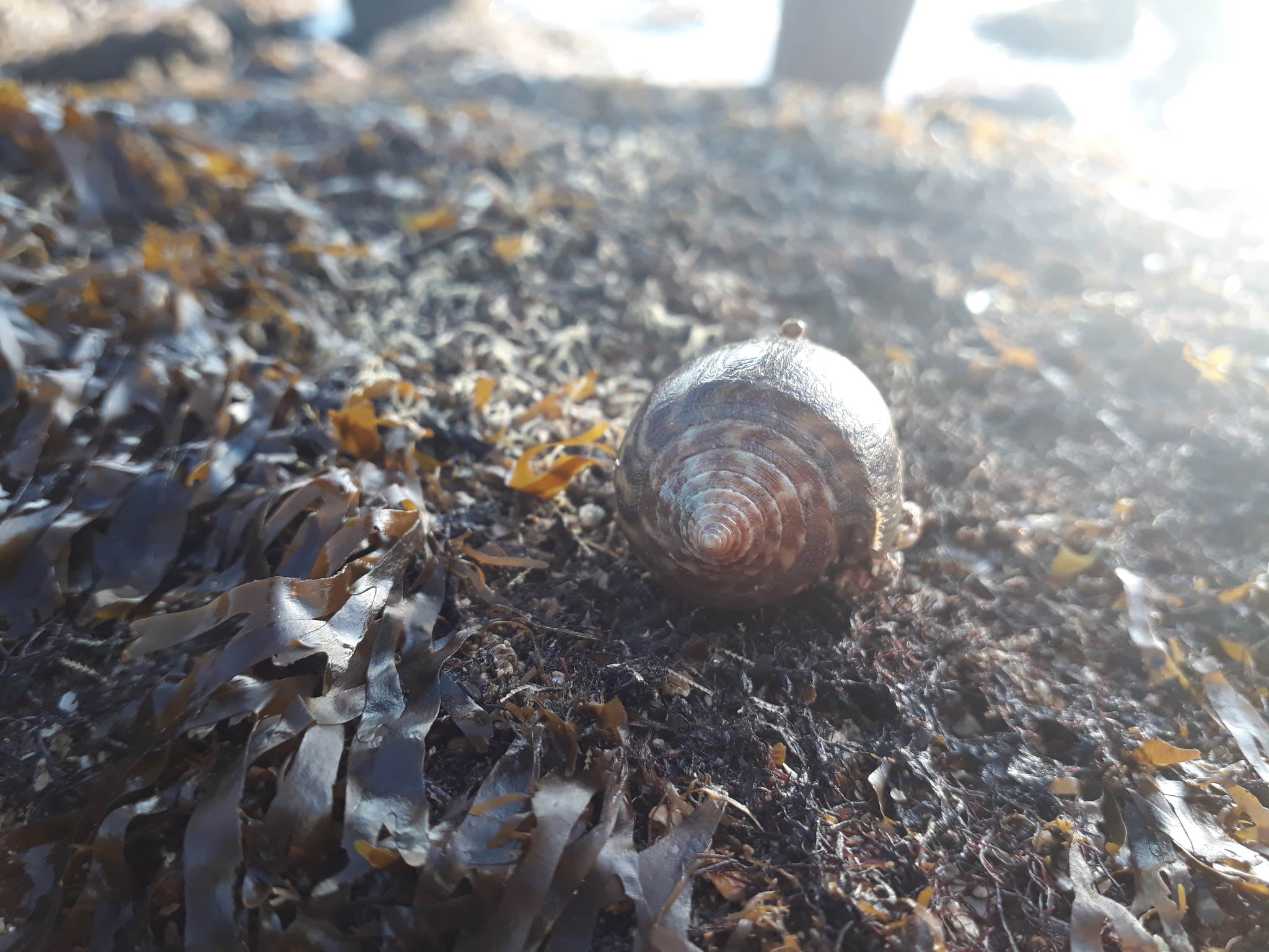 Conus achatinus Gmelin, 1791