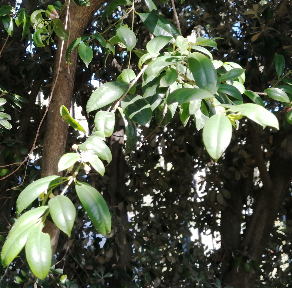 scrub cherry (Syzygium australe) - Botanical Realm