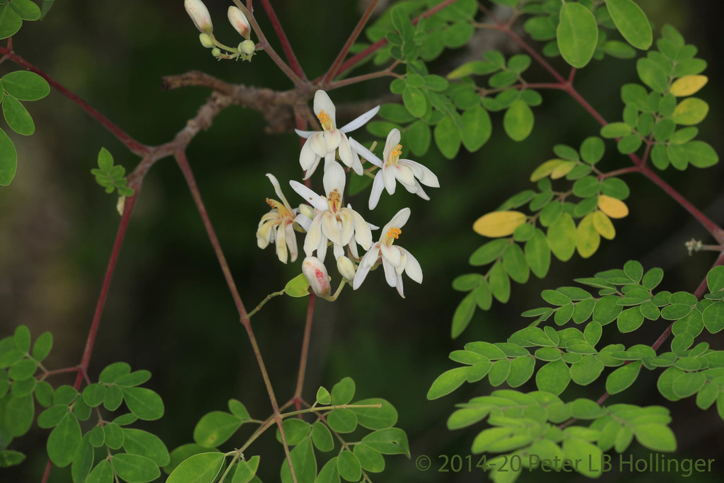 Moringa tree (Moringa oleifera) - Botanical Realm