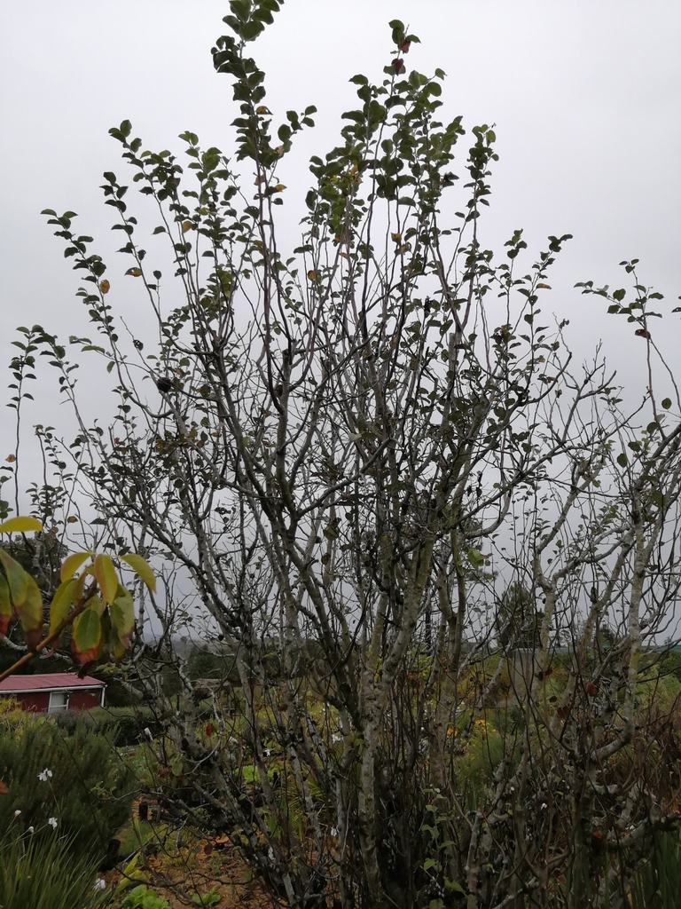 Maleae from Hoekwil, Wilderness, 6538, South Africa on April 27, 2020 ...