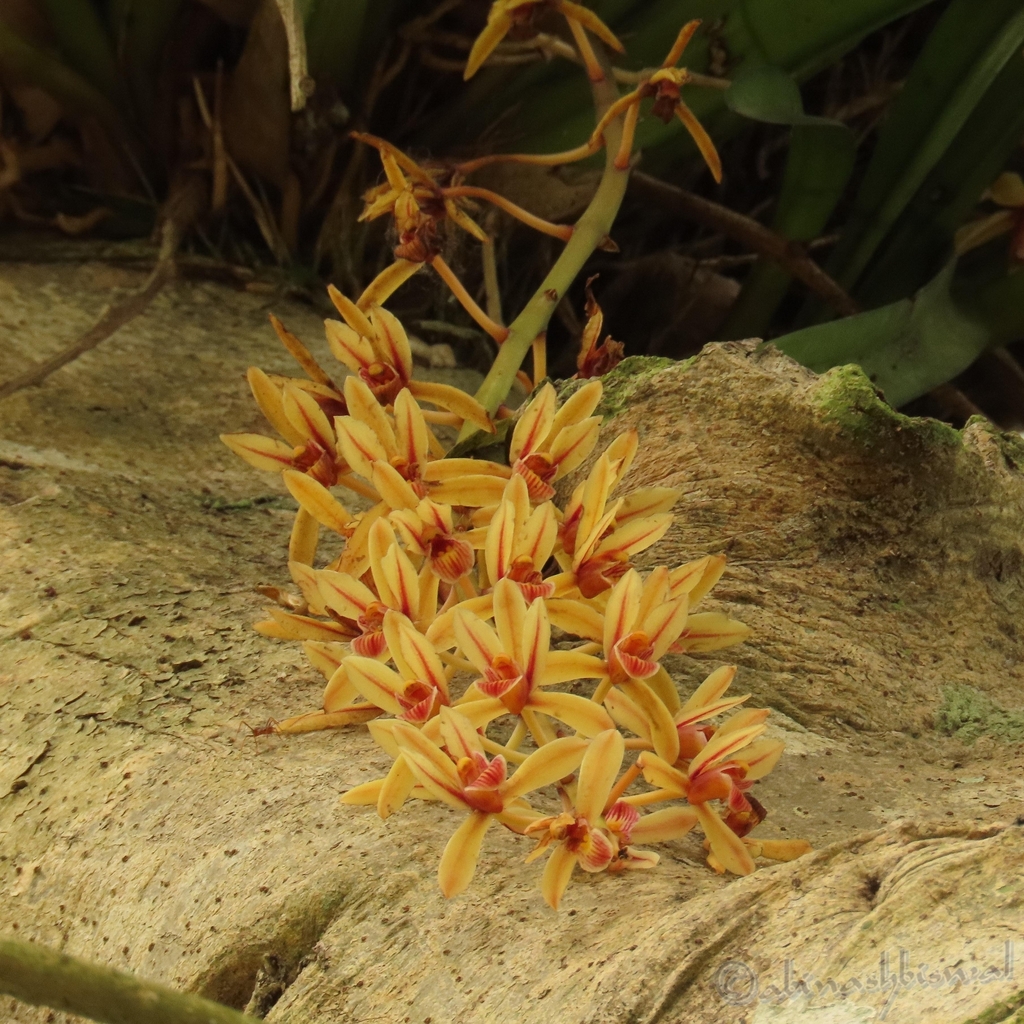 Aloe-leaved Cymbidium from Makunda Christian Leprosy and General ...