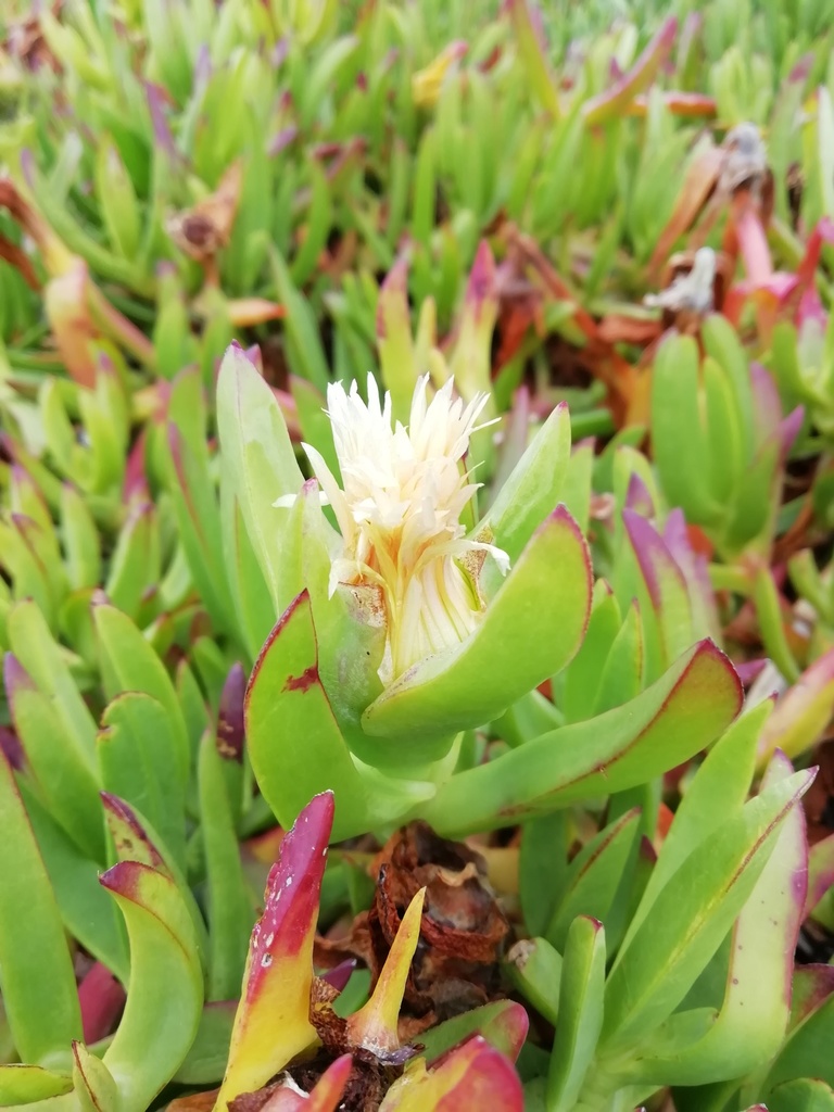 sea fig from Cape Farms, Cape Town, South Africa on April 24, 2020 at ...